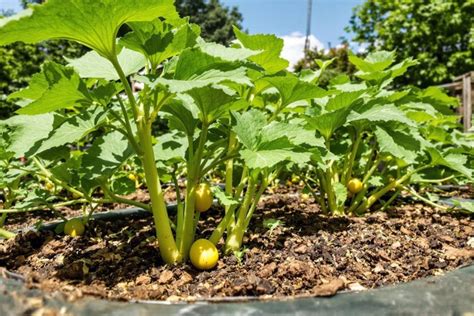 la technique ultime de plantation de courgettes même pour les débutants refair