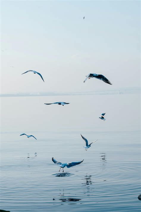 집 밖의 갈대 경치 경치가 좋은 고요한 고요함 공중 광야 들새 관찰 모험 물 민물 반사 비행 산 새 새 이주 새벽 생태계 수평선 아침