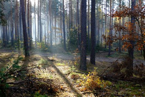 안개 낀 아침 햇살이 비치는 가을 숲 · 무료 스톡 사진