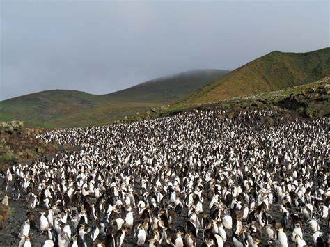 Penguin Habitat Species Predators And Facts Britannica