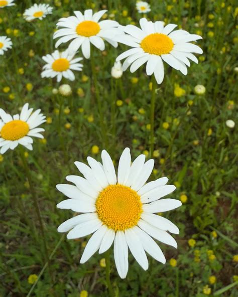 28 Stunning Daisy Varieties To Brighten Every Corner Of Your Garden