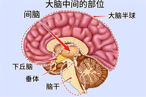 大脑中间是什么部位 百度健康·医学科普