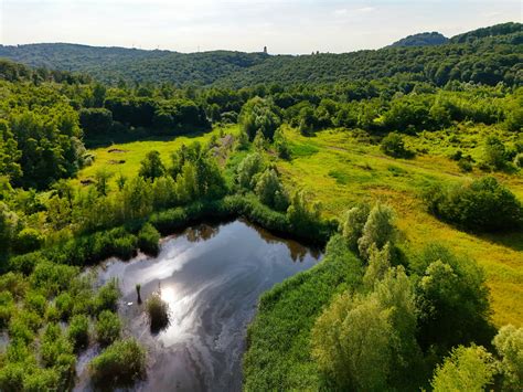 A Host Of Positive Tipping Points Can Regenerate Nature