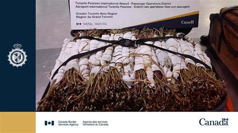 23kg Of Khat Seized At Toronto Pearson Airport