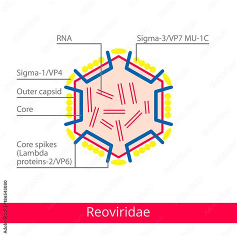 Vettoriale Stock Reoviridae Classification Of Viruses Vector Biology