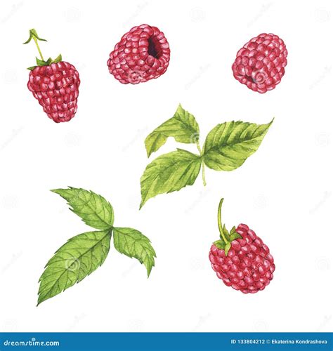 Raspberry And Green Leaves Watercolor Sketch Stock Illustration Illustration Of Watercolor