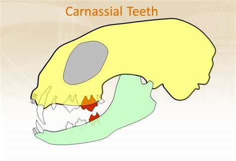 Carnassial Tooth Abscess Antibiotics