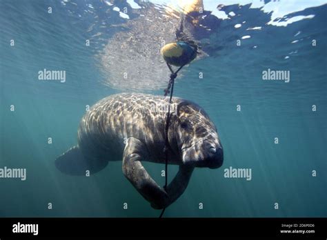 West African Manatee
