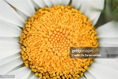 Daisy Circle Photos And Premium High Res Pictures Getty Images