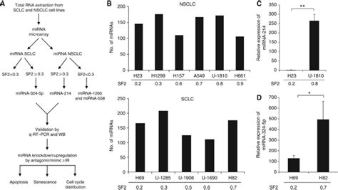 Outline Of Mirna Expression Profiling In Lc Cells A Eleven Lung