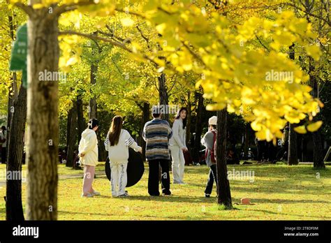 Golden Ginkgo Trees In Zhejiang Normal University Draw Tourists Jinhua City East Chinas