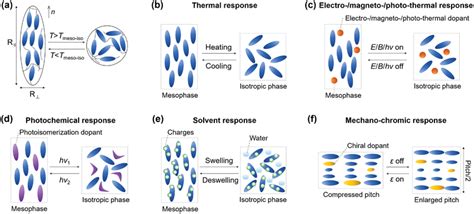 Schematic Drawings Of The Chain Conformation And Molecular Responses To