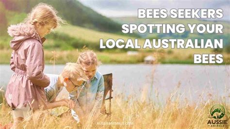 Australian Native Bees You Can Find In Your Local Area