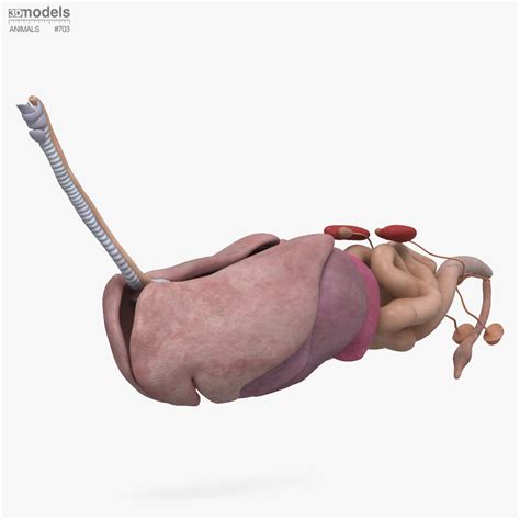 Cat Internal Organs 3d Model Download Mammals On