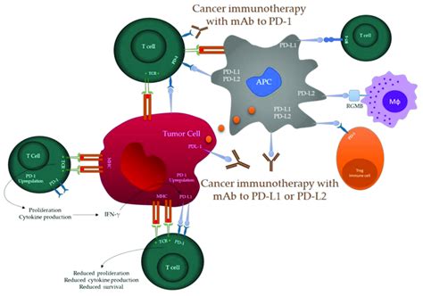 Schematic Diagram For Anti Programmed Death Protein 1 Pd 1 And