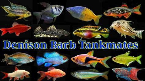 Top 20 Tank Mates Of Denison Barb Roseline Shark Tank Mates Youtube