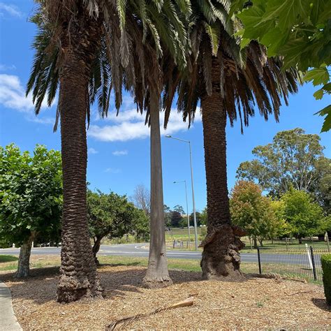 Nilma Reserve Playground Actualizado 2025 Qué Saber Antes De Ir Con Opiniones Tripadvisor