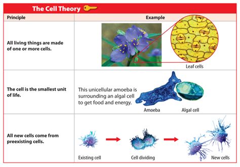 Cells And Life Marshscience