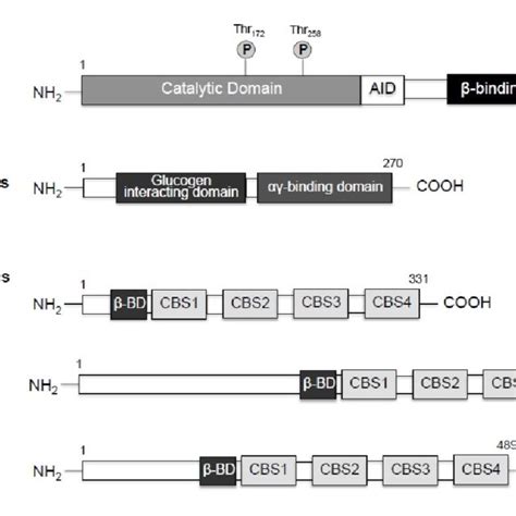 Structure Of Amp Activated Protein Kinase Ampk Domain Composition Of