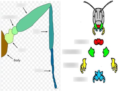 Entomology Bi 424 Quiz 1 Diagram Quizlet