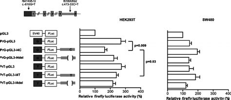Rs1800692 In Intron 4 Modulates The Transcriptional Activity Of The Download Scientific Diagram