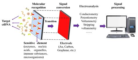 Biosensors Free Full Text Electrochemical Biosensors For