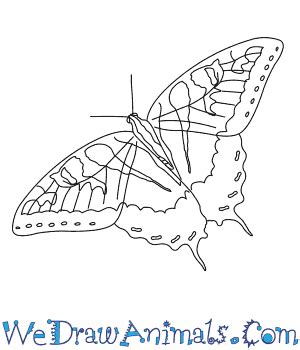 Eastern Tiger Swallowtail Butterfly Drawing Leslie Montgomery Eastern