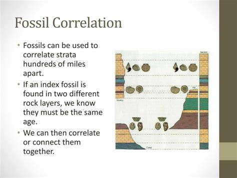 ppt fossils powerpoint presentation free download id 2807020