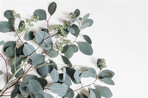 장식 프레임 녹색 유칼립투스 포퓰러스 잎과 흰색 테이블 배경에 고립 된 가지로 만든 코너 현대 꽃 구성 내츄럴 한 스타일의 스톡
