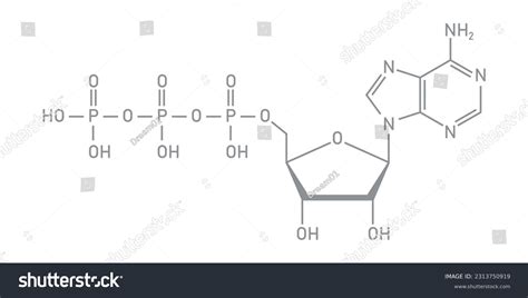 Nucleotide Adenosine Triphosphate