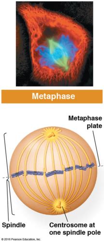 Cell Cycle Flashcards Quizlet