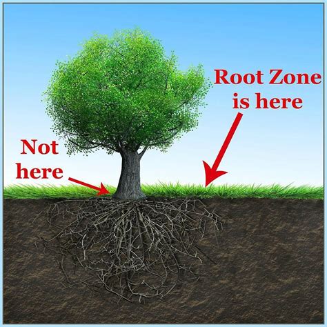 Saving Our Trees During A Drought Series Part 3 3 Establish A Root Zone You Do Not Want To