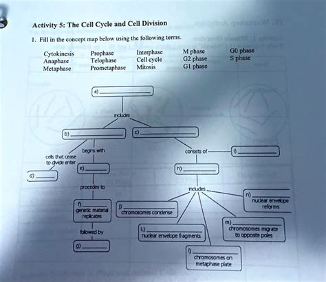Solved Activity 5 The Cell Cycle And Cell Division Fill In The
