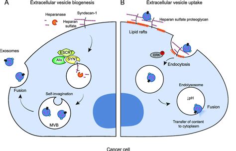 Cancer Cell Surface Proteoglycans Are Implicated In Ev Biogenesis And