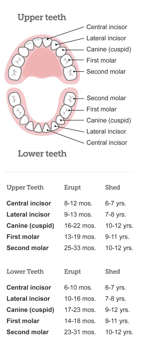 Teeth Location Chart