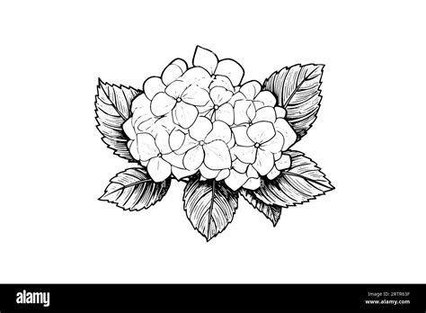 Hand Drawn Ink Sketch Hydrangea Flowers Vector Illustration In