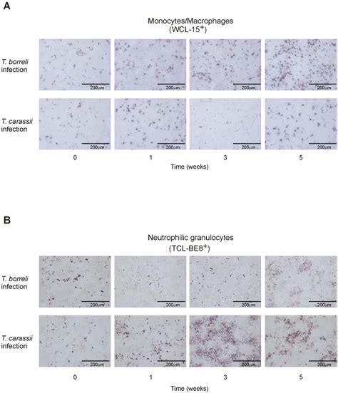 Macrophage A And Neutrophilic Granulocyte B Cell Populations In Download Scientific Diagram