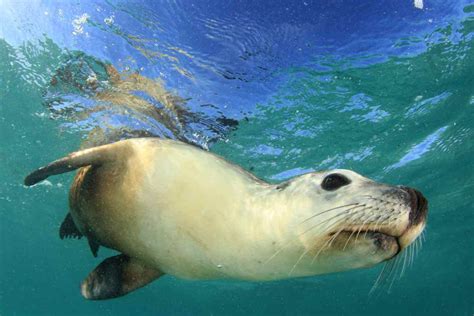 The Best Places To Spot Marine Mammals Around The World Urbaki Outdoor