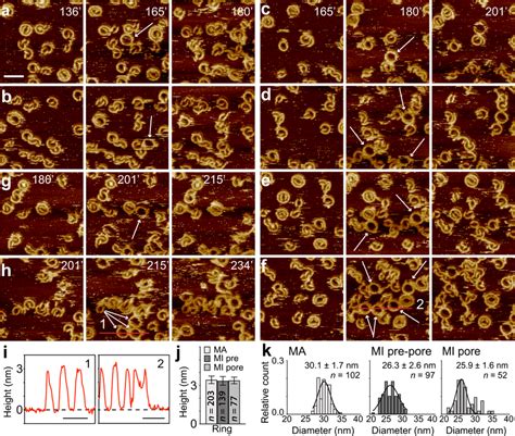 Time Lapse Afm Sequences Showing Mobile Membrane Attached And Immobile