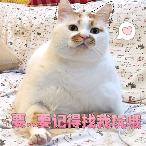 楼楼 猫 可爱 萌宠 表情包 头像 沙雕 搞笑 高清图片，堆糖，美图壁纸兴趣社区