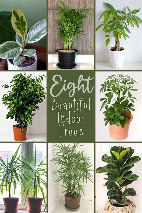 Eight Beautiful Indoor Trees By Indoor Trees Low