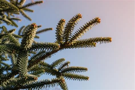 Premium Photo Tree Leaves As Floral Nature Background Texture