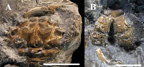 Pdf A New Genus And New Species Of Decapod Crustacean Decapoda