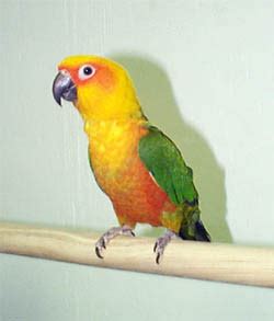 Parrots Lovers Jenday Conures