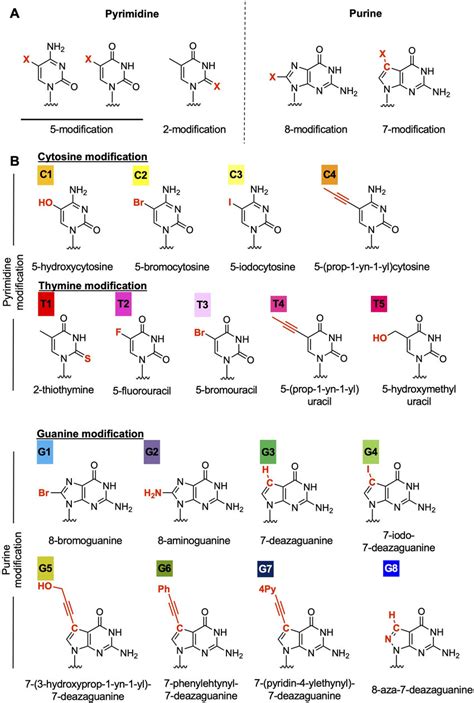 Nucleobase Modification Strategy To Reduce Lna Gapmer Hepatotoxicity