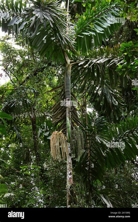 Walking Palm Socratea Exorrhiza Socratea Arecaceae Puentes