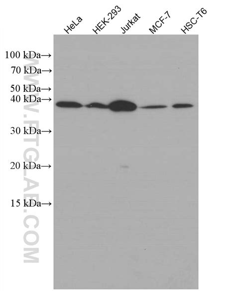 P38 Mapk Antibody 66234 1 Ig Proteintech 武汉三鹰生物技术有限公司