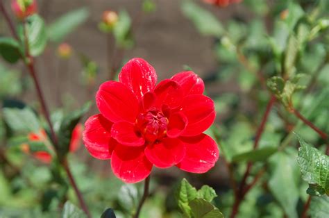 ダリアの花 kk 727266のブログ