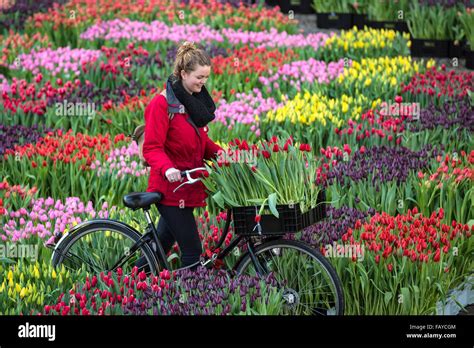 Netherlands Amsterdam Start Tulip Season At Dam Square People Can
