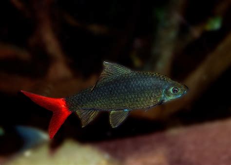 Red Tail Shark Redtail Shark Size S Aquatic Beauty For Your Tank